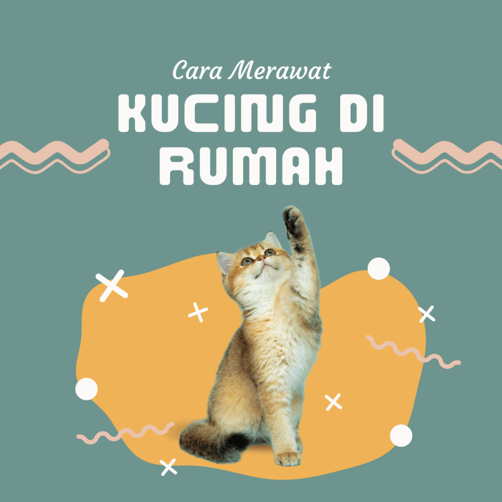 Memelihara Kucing di Rumah dengan Baik dan Benar agar Mereka Nyaman